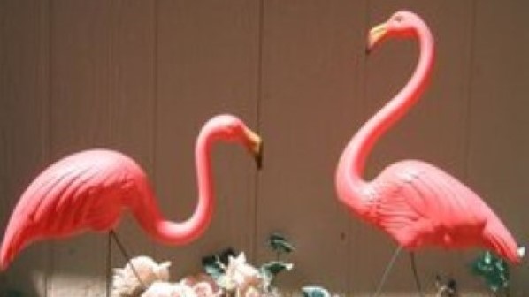 Buy a flock of plastic flamingos or yard card signs Phoenix