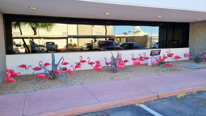 Fun Boss's Day gift. 50 Flamingos & more. Tempe, Chandler